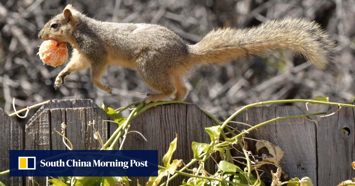 This cute California squirrel hides a secret: It’s a vicious predator ...
