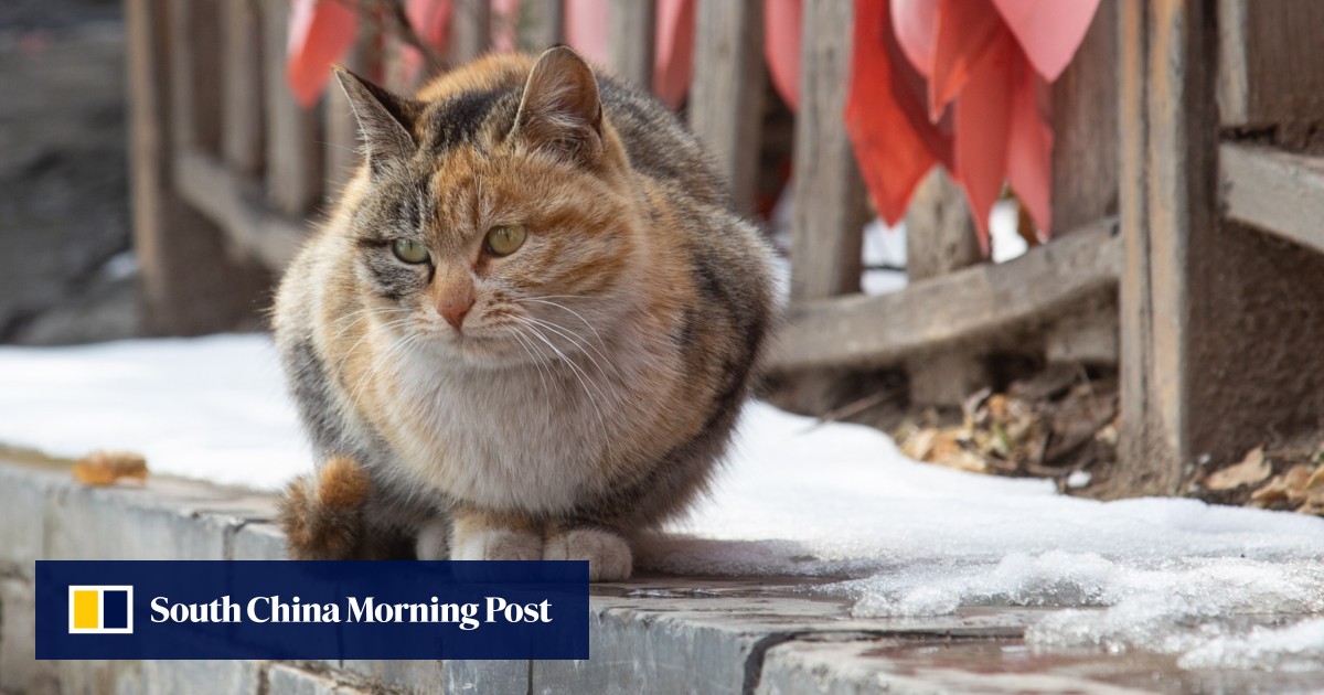 Gruesome deaths of cats at Malaysian campus spark outrage from animal ...