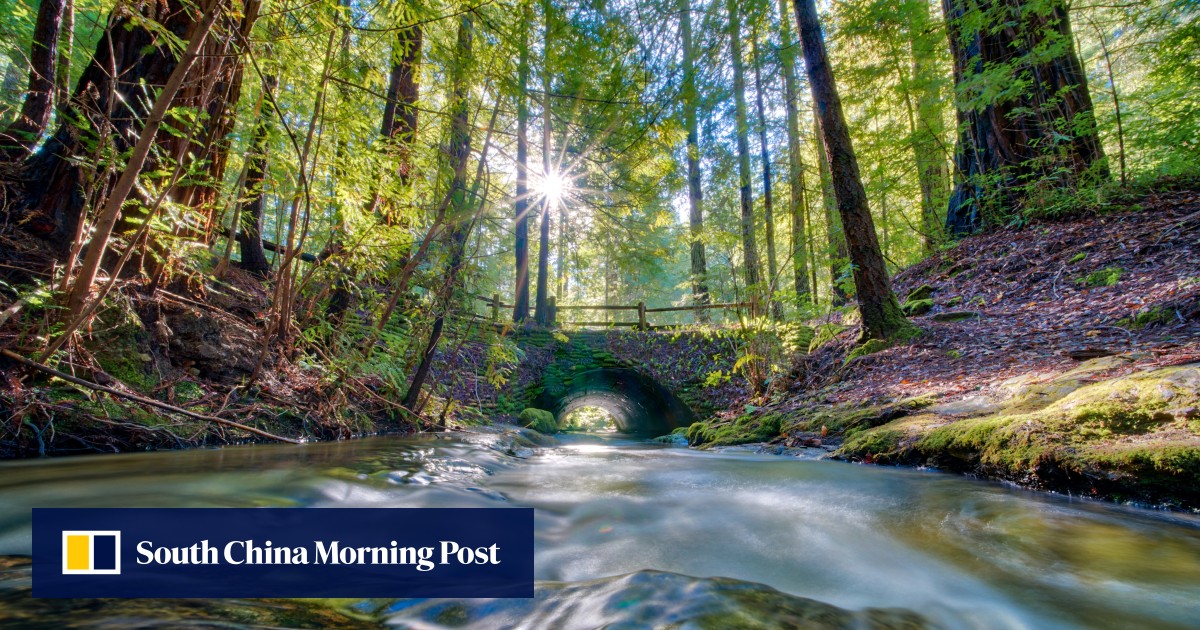 US state park ravaged by fire now offers unique hikes among jet-black ...
