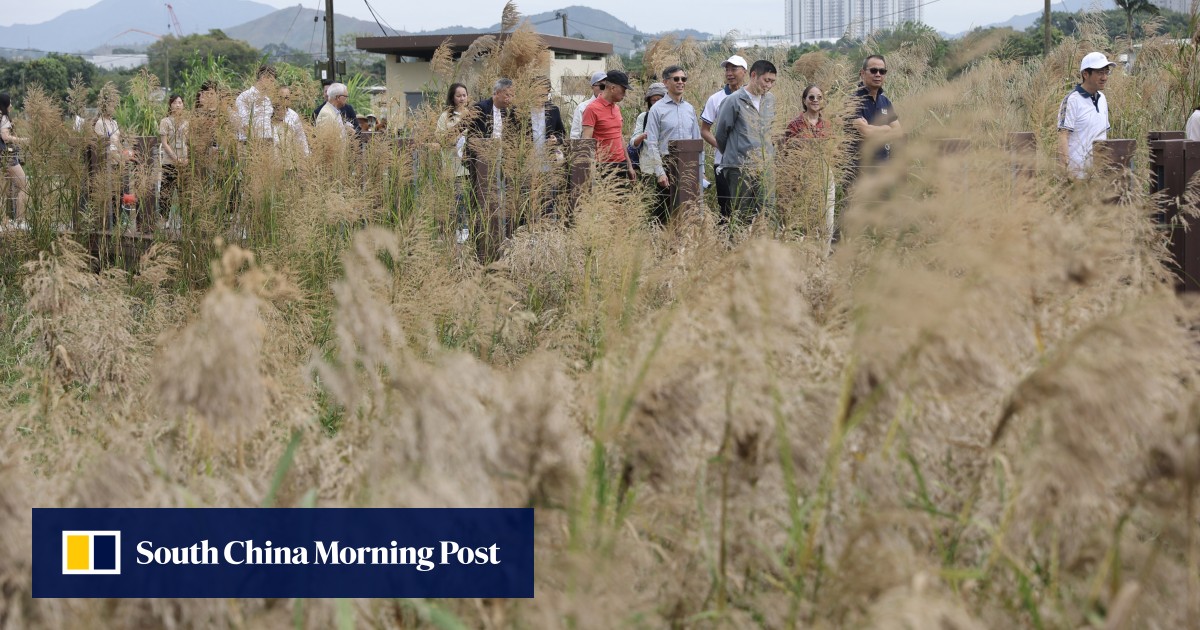 Hong Kong’s Long Valley Nature Park opens to public after habitat ...