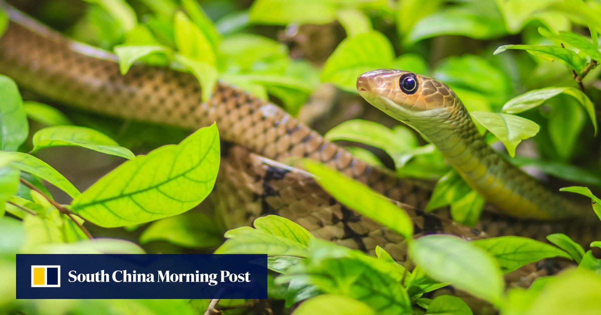 6 places snakes appear in Cantonese slang, used to describe lazy people ...