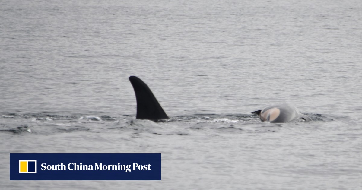 Bereaved orca whale seen carrying second dead baby, say US researchers ...
