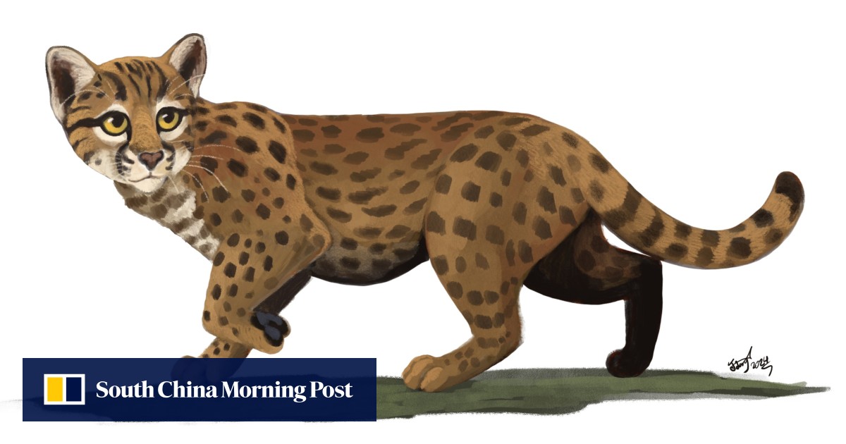 China’s ancient tiny cat fossil could belong to the smallest feline ...