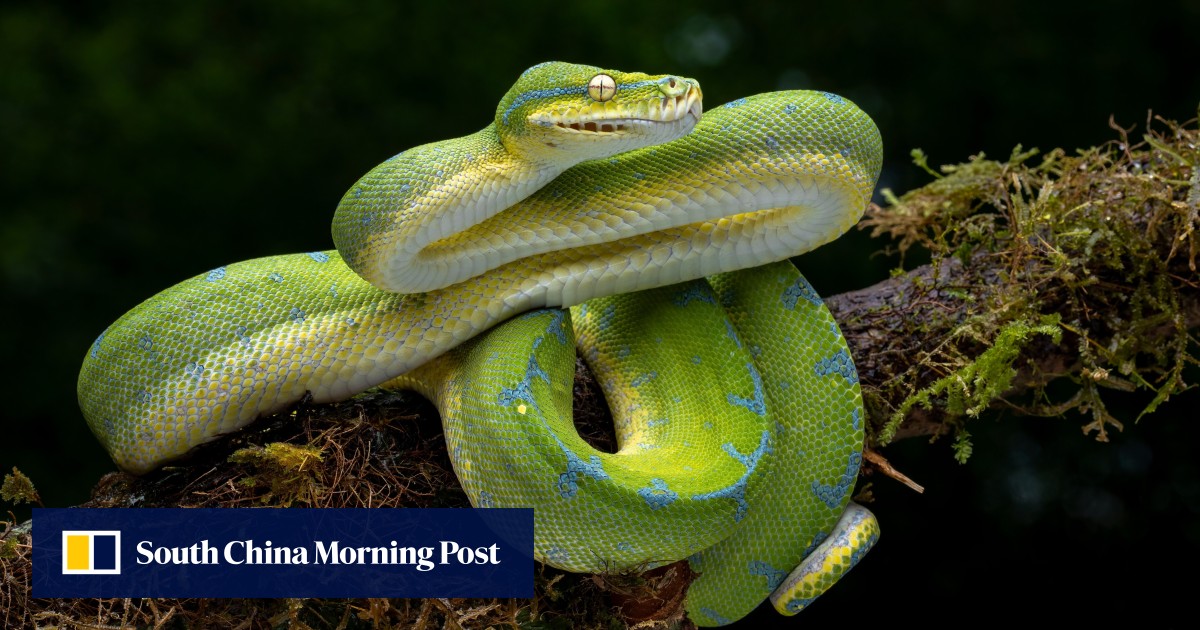 Snakebite risks to rise as climate change and urbanisation push humans ...