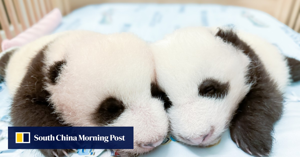 Hong Kong’s baby panda twins to meet the public in February: John Lee ...