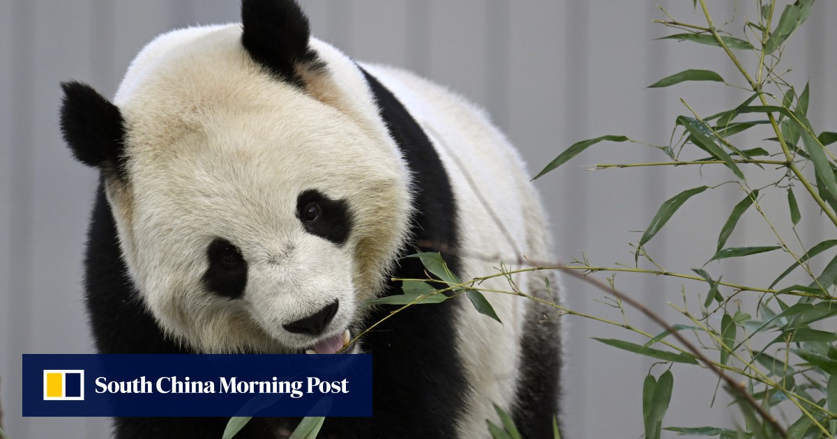 New pandas from China make their debut at National Zoo in Washington ...