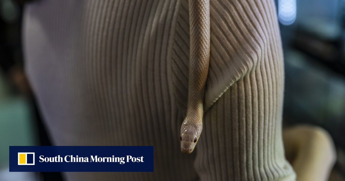 Letters | In the Year of the Snake, don’t harm reptiles | South China ...