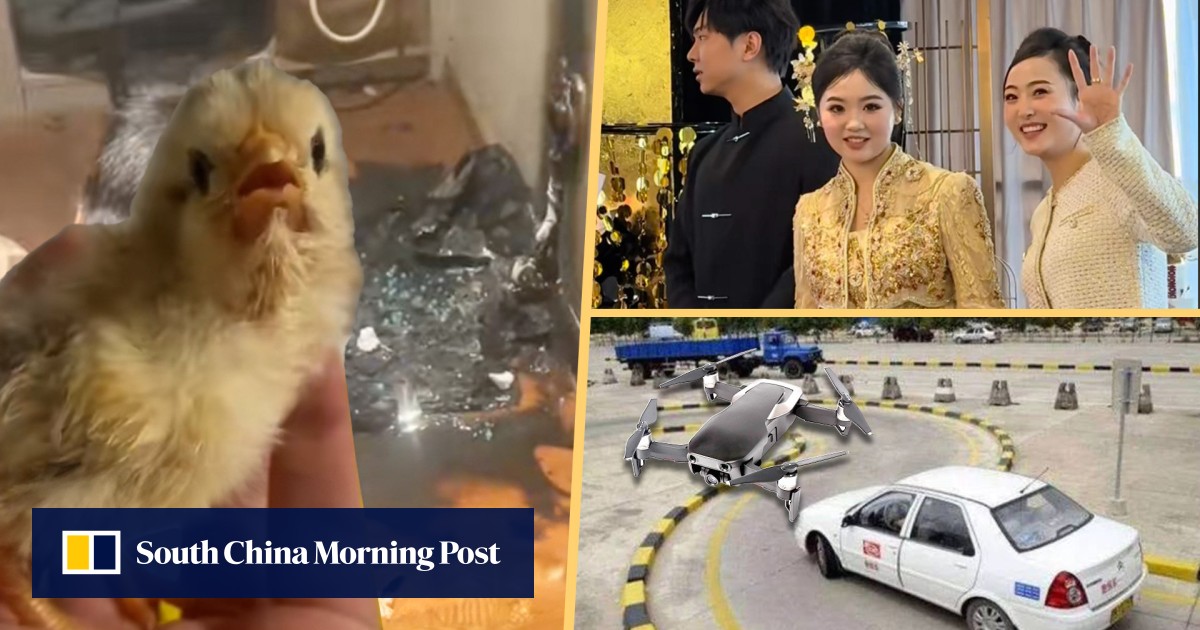 Quirky China: chick roasted to death by mistake, viral mum-in-law ...