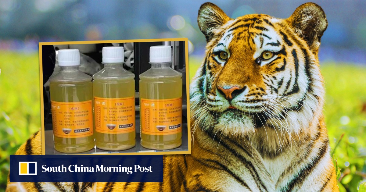 China zoo attracts attention by selling tiger urine for US$7, claims it ...