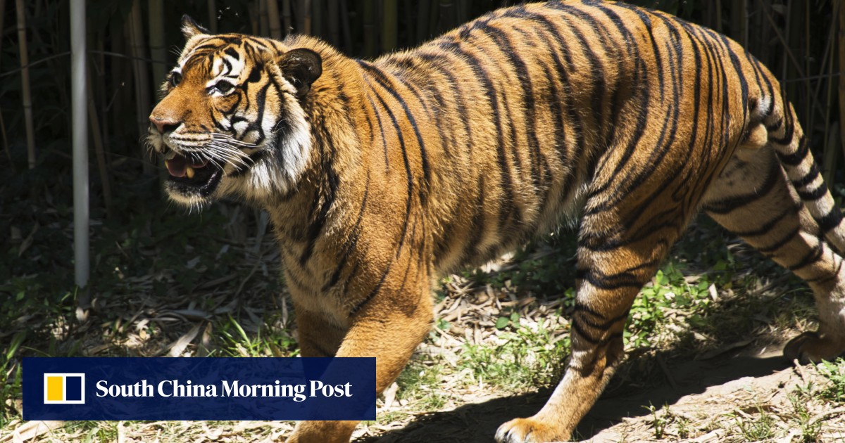 Stripped for parts: Vietnamese poachers target last of Malaysia’s wild tigers | South China ...