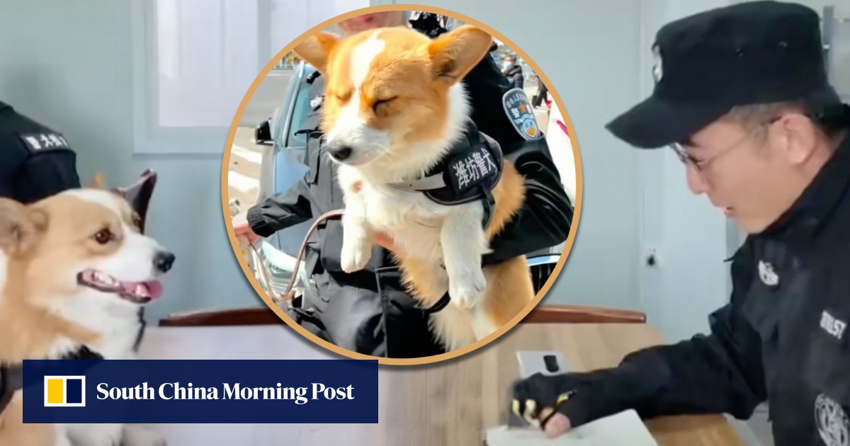 China’s corgi police dog, muscled-up bridesmaids, RedNote steamed eggs ...