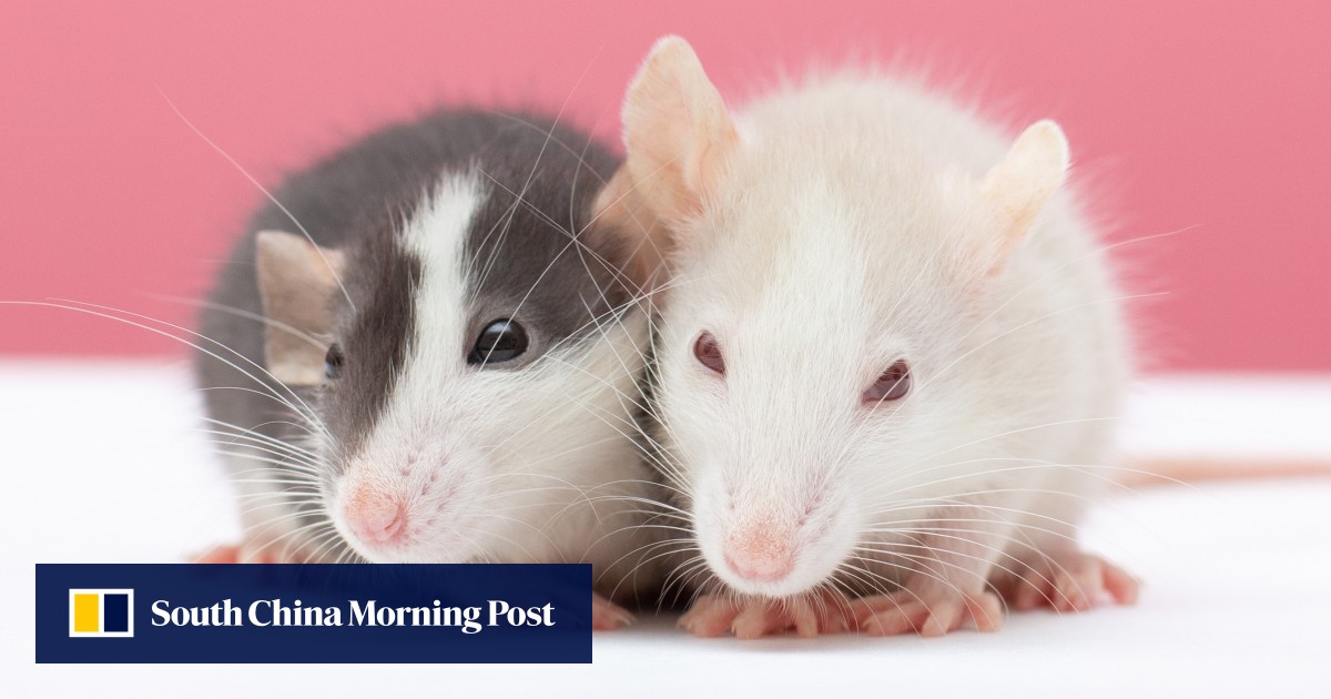 Feng shui tips for Rats in the Year of the Snake, for luck in love ...