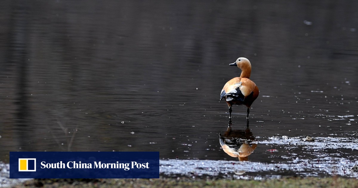 Donald Trump Jnr accused of killing rare duck while hunting in Venice ...