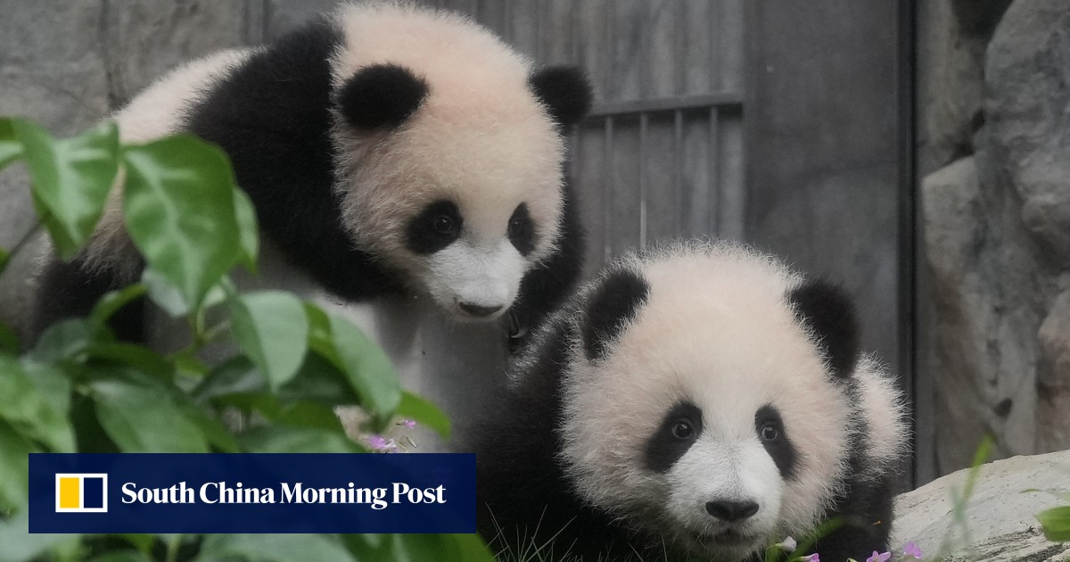 Panda Watch: twin cubs set to make public debut in Hong Kong on ...