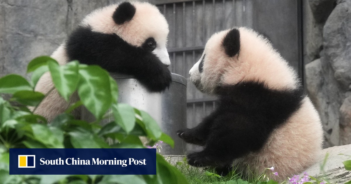 Exclusive | Hong Kong’s Ocean Park plans panda museum to drive craze ...