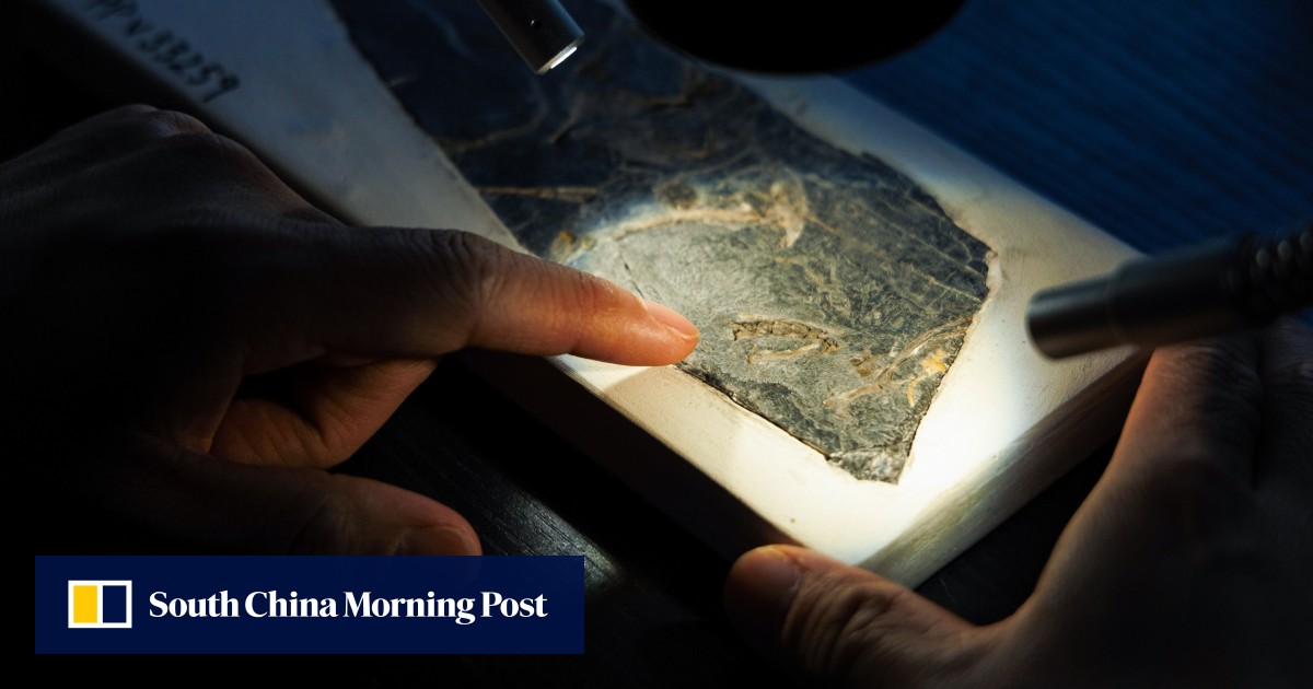 Why this Jurassic bird fossil from China might rewrite evolutionary ...