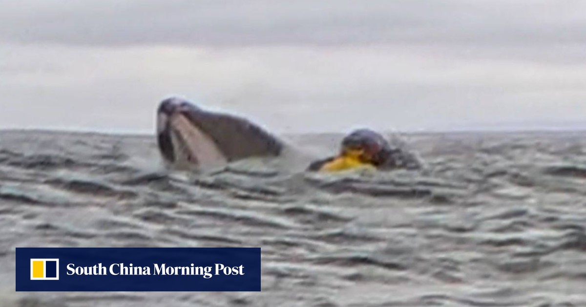 Humpback whale swallows then spits out kayaker in Chile – and it’s ...