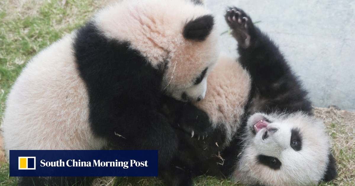 Hong Kong launches naming contest for city’s 2 giant panda cubs | South ...