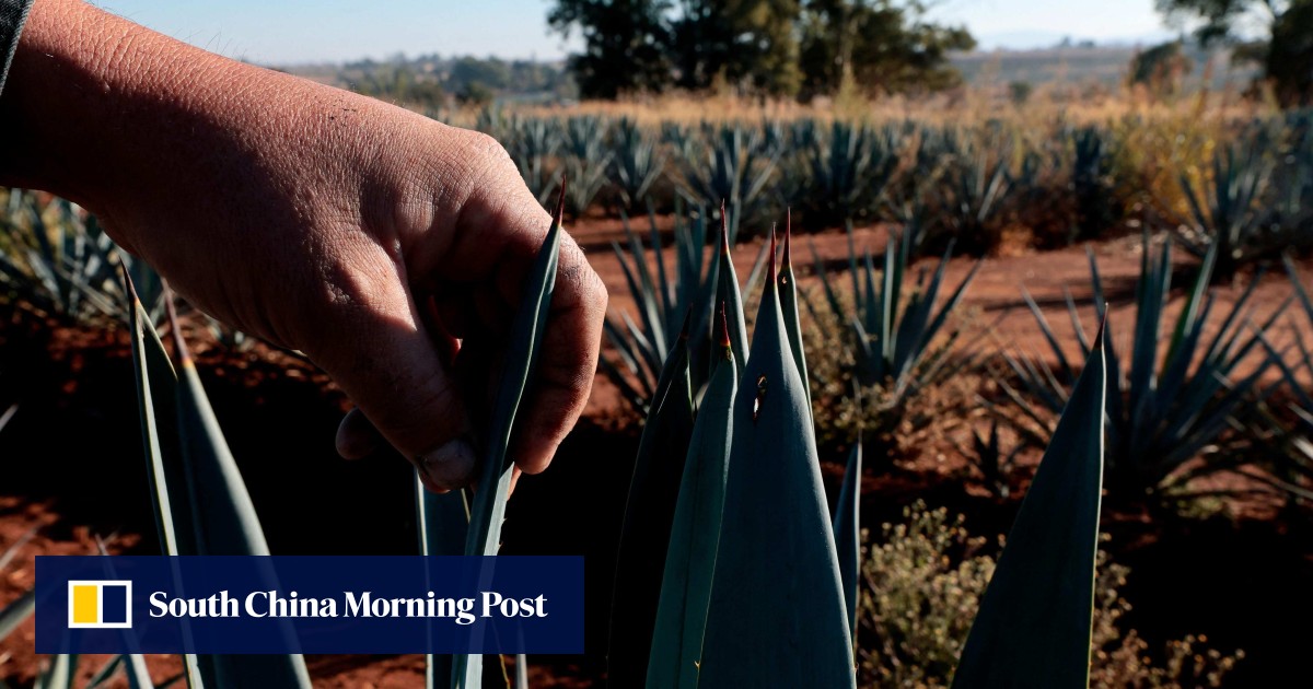 Tequila hangover for Mexicans who bet the farm on growing agave as ...