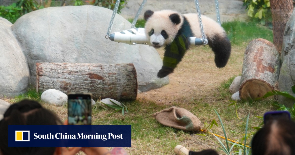 Hong Kong’s Ocean Park to consider extending panda cub enclosure ...