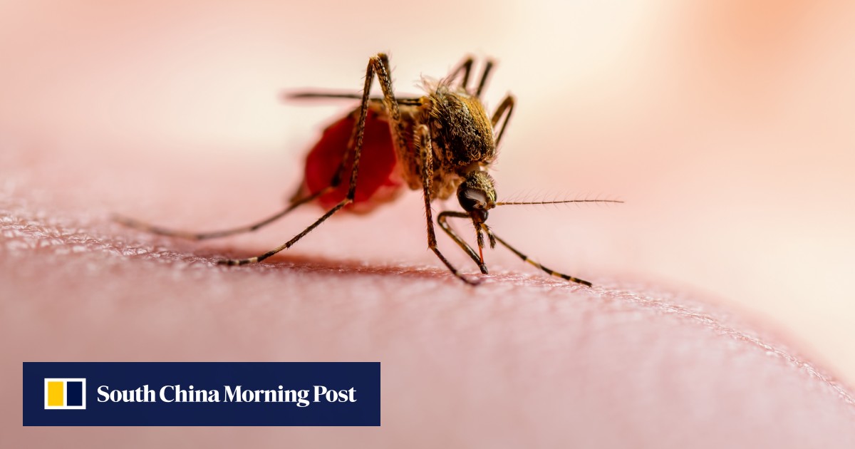 Chinese Scientists Use Dengue Fever Virus To Build Safer Gene Editing System South China