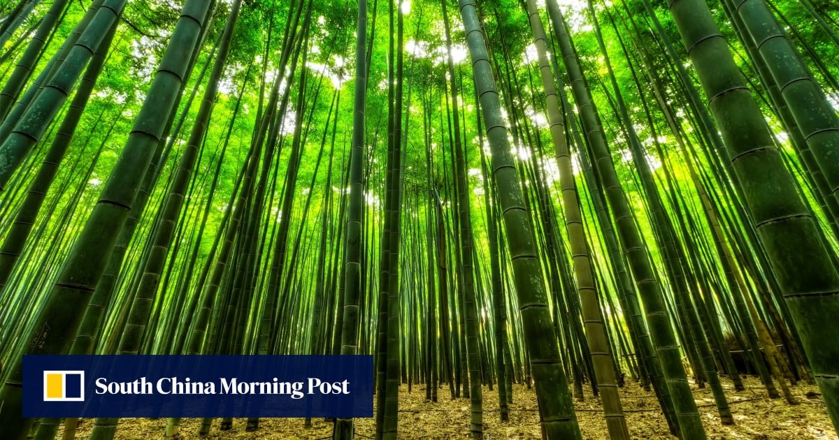 How Chinese engineers used bamboo in the world’s longest sea bridge ...