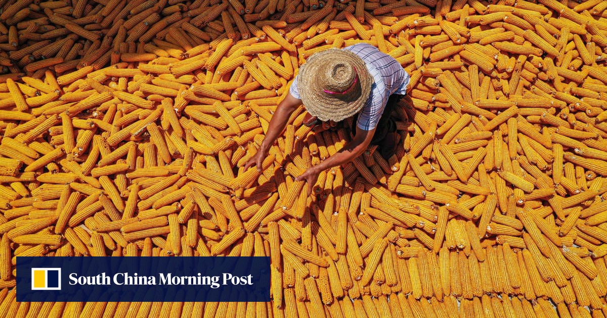 China’s bold new agricultural plan puts AI, biotech and seeds behind ...