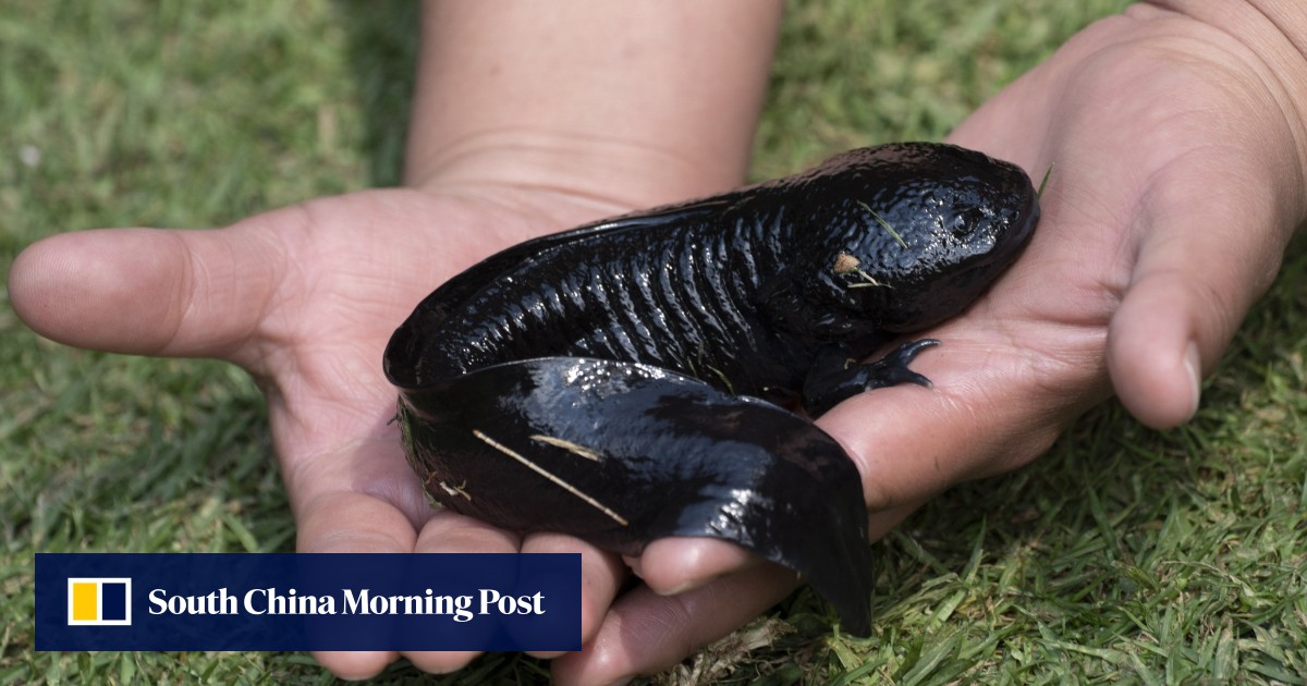 Why is endangered axolotl Mexico’s most beloved amphibian? | South ...