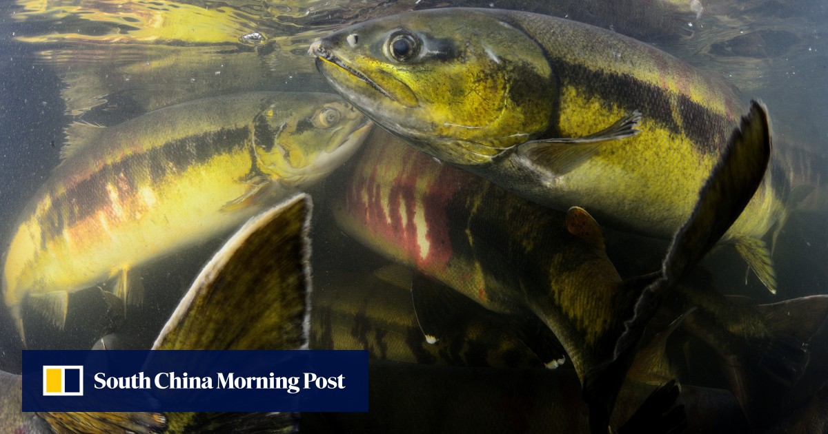 Japanese chum salmon population in danger from climate change and rival pink salmon | South ...