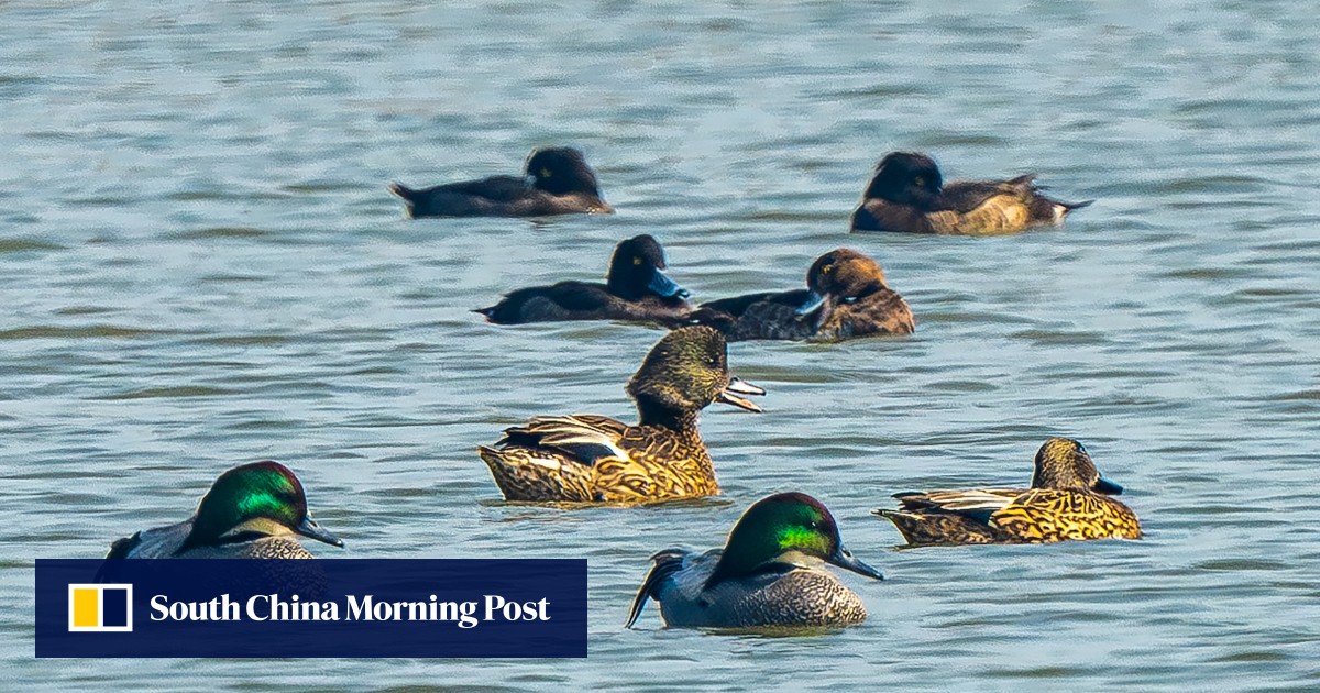 Habitat built for Hong Kong’s wild ducks flying high 4 years on: green ...
