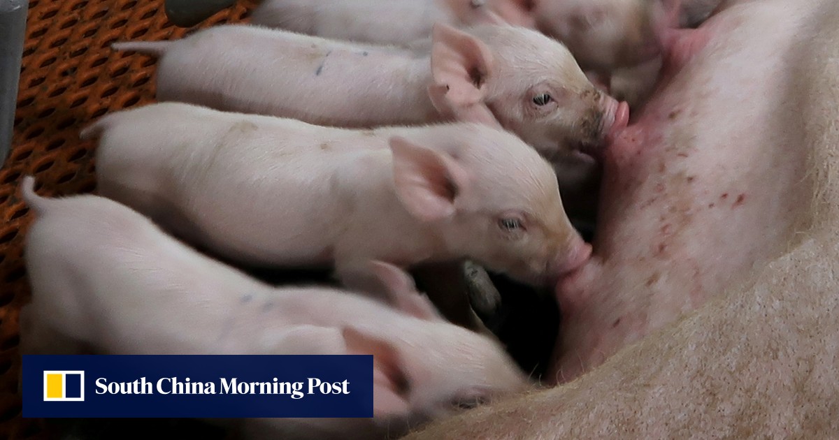Chinese pork producer Muyuan mulls US$1 billion secondary Hong Kong ...