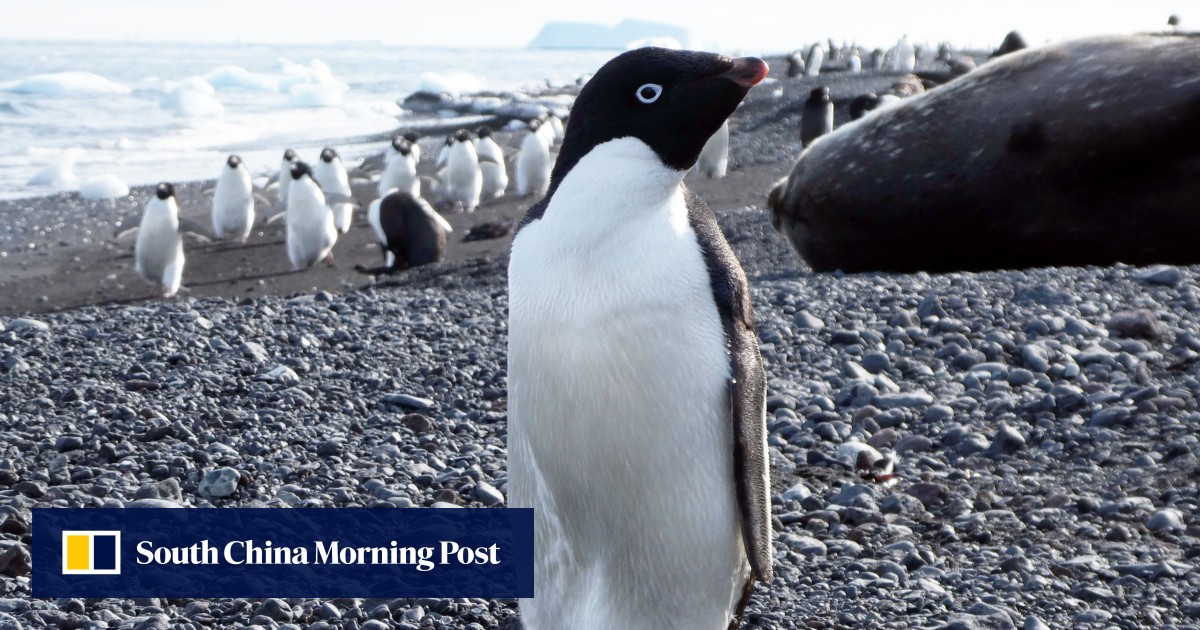 Ancient DNA helps reconstruct penguin history from the Stone Age to the ...