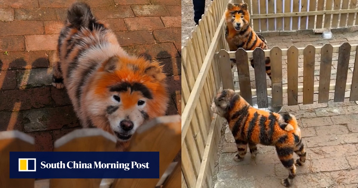 Video | Chinese zoo slammed for dyeing dogs’ fur in ‘tiger stripes ...