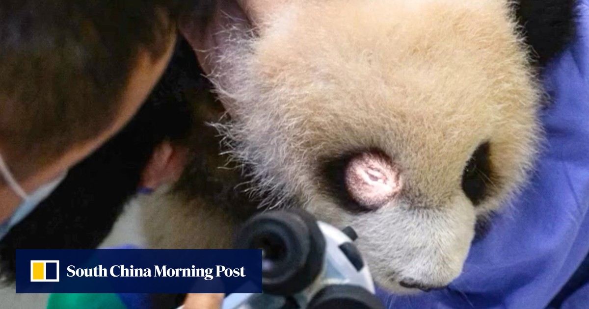 Hong Kong panda cub injures right eyelid after playing ‘too ...