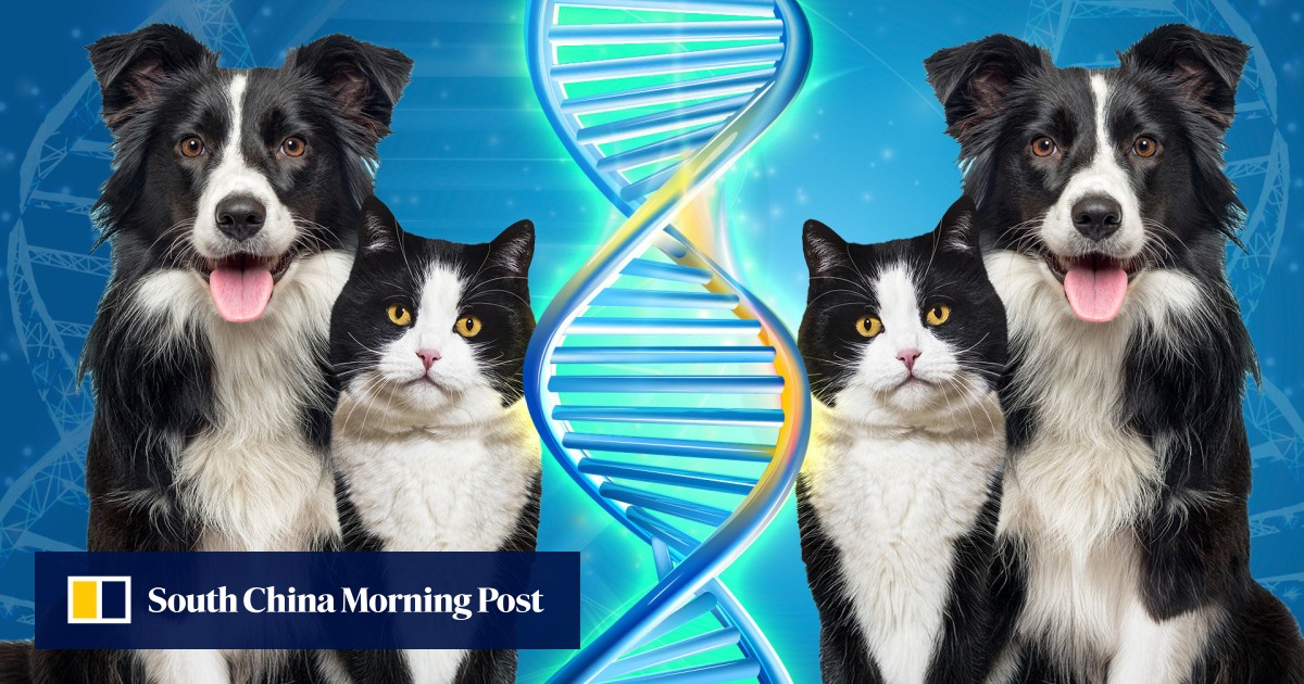 Chinese pet cloning charges up to US$52,000, raises ethical and health ...