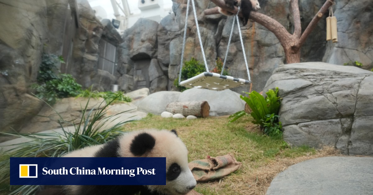 Video | Hong Kong’s panda cubs making first public appearance with mother Ying Ying | South ...