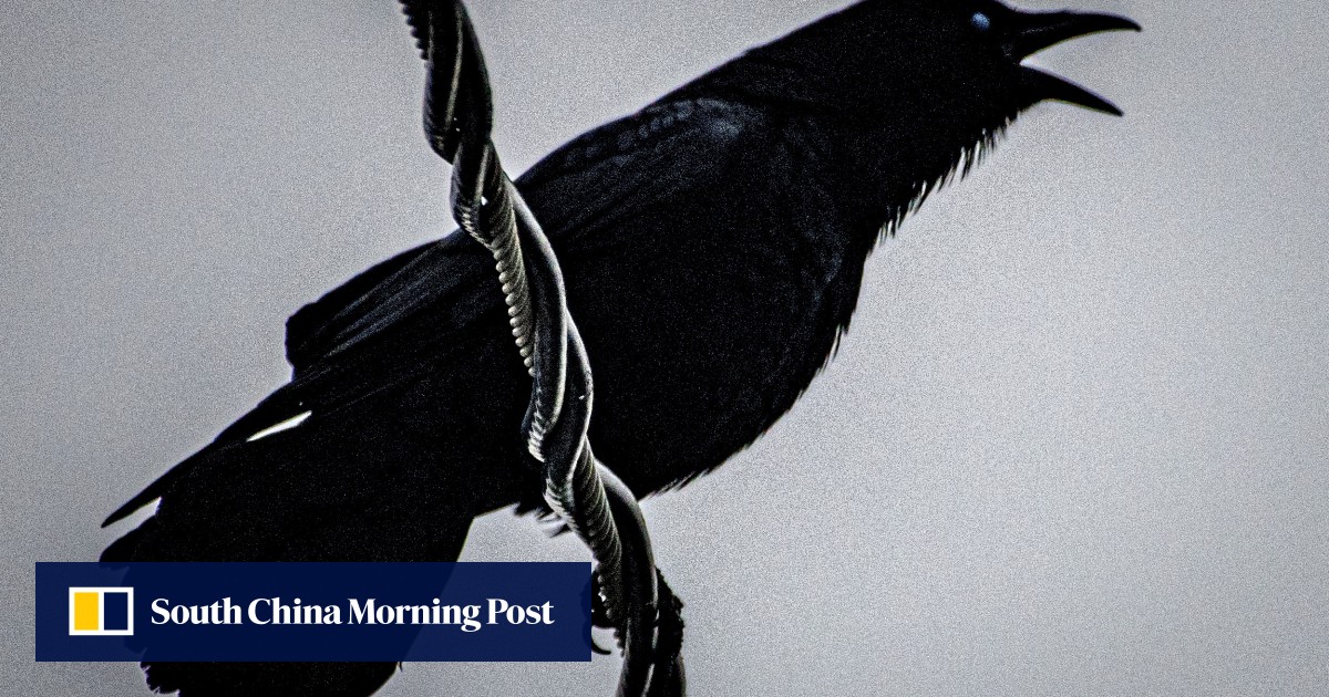 ‘Malicious’ Japan TV interview claiming Chinese eat crows ruffles ...