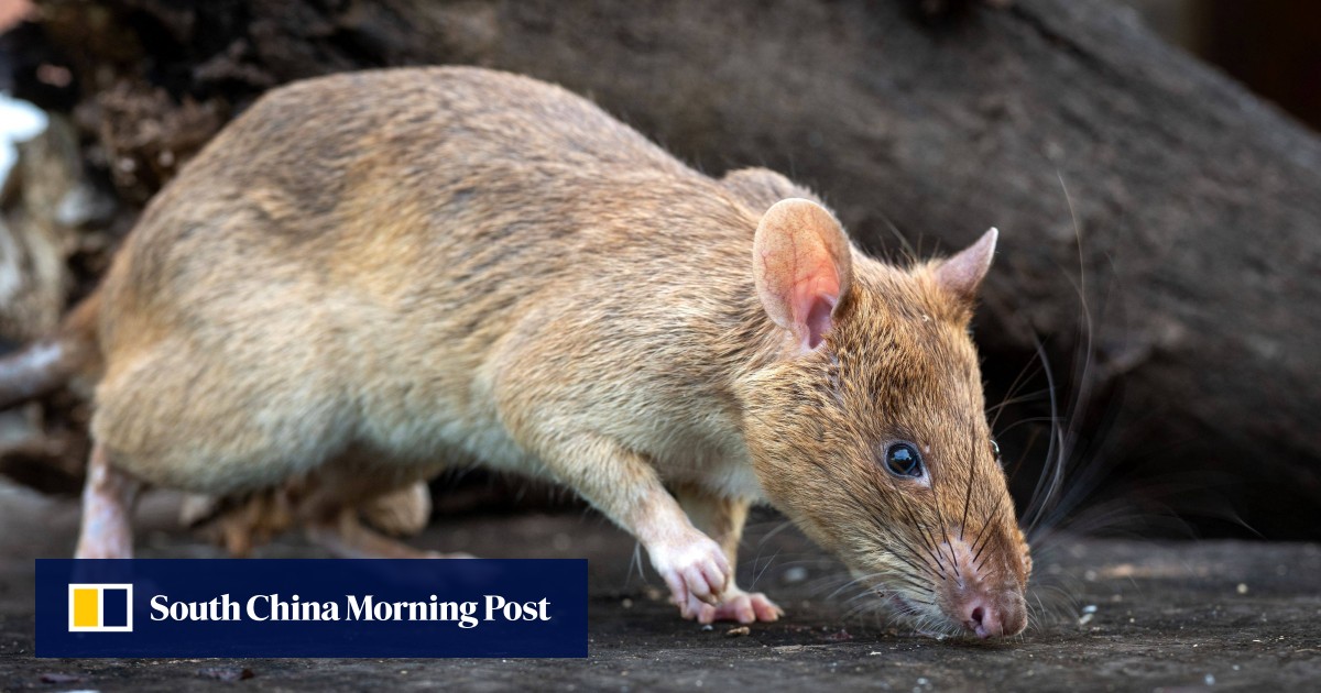 Ronin the rat breaks world record for sniffing out landmines in ...