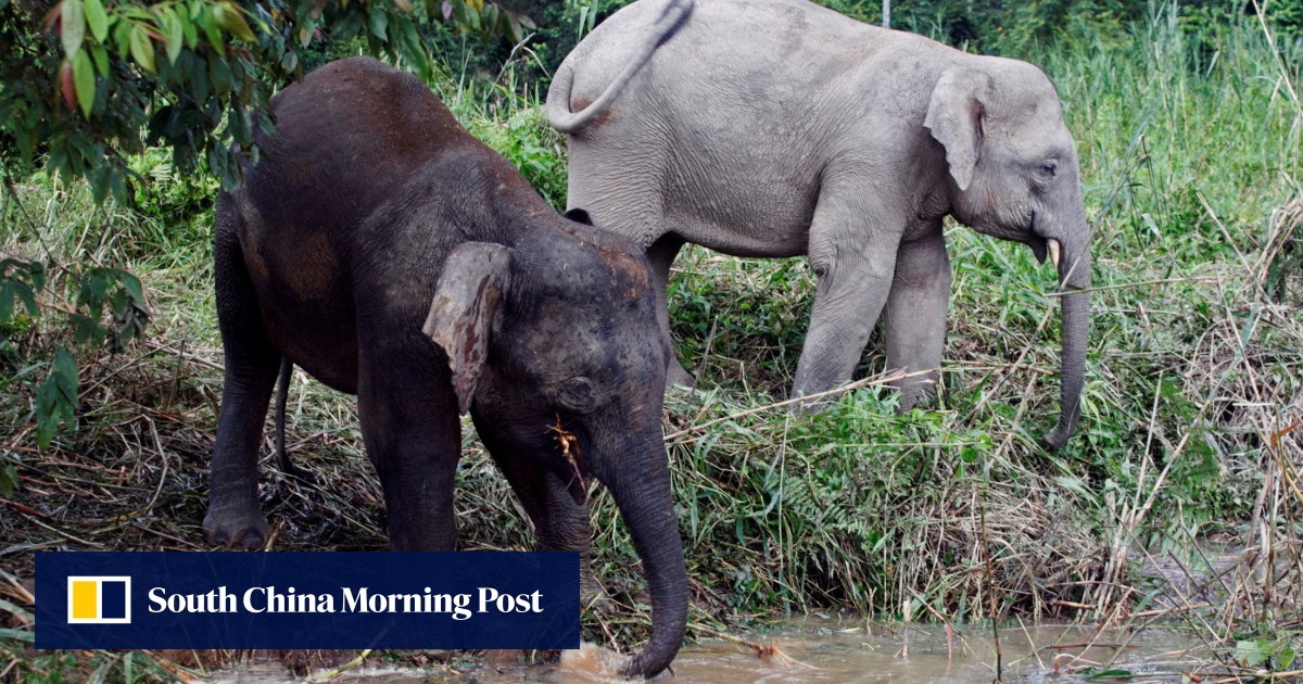 Second headless pygmy elephant corpse discovery in Malaysia raises ...