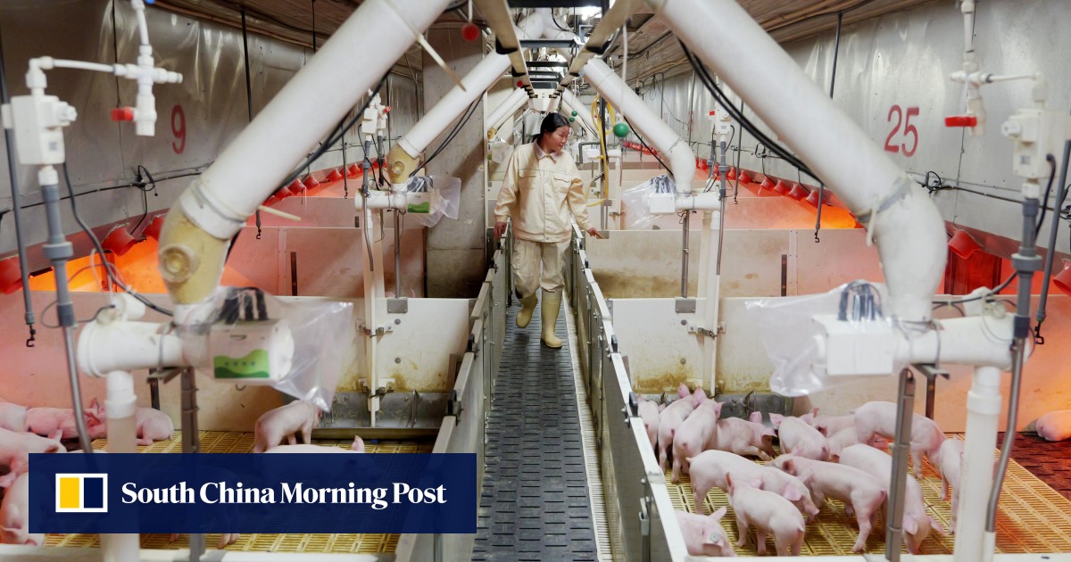 Shenzhen pork producer Muyuan, Beijing AI firm Deepexi plan Hong Kong ...