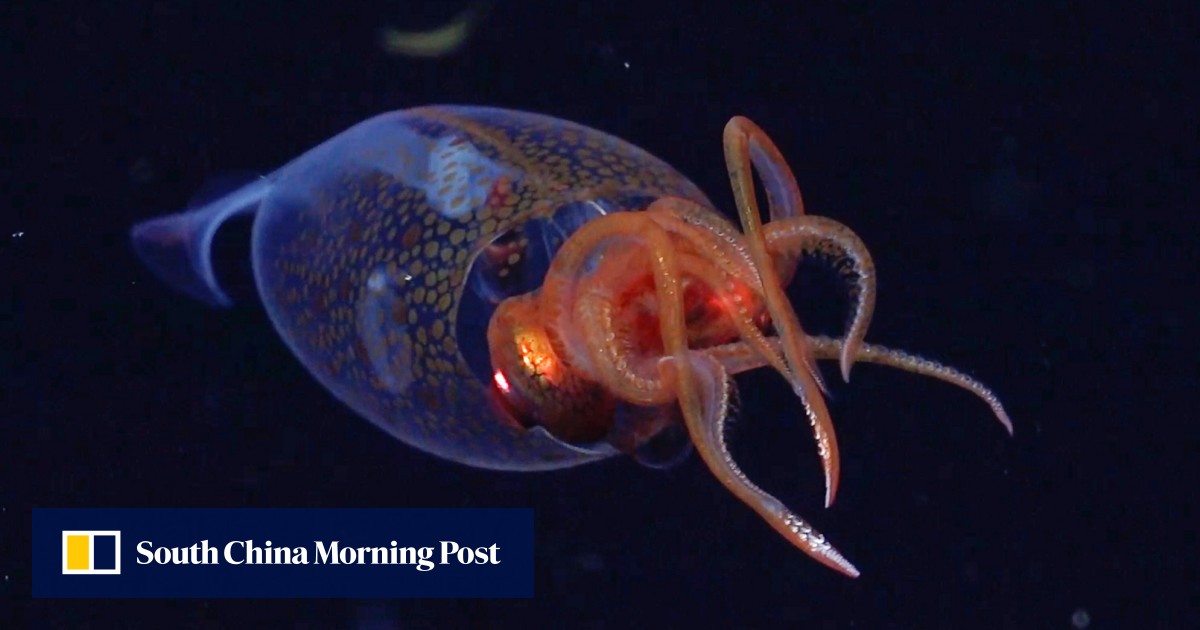 Colossal squid caught on camera for first time in the deep sea - 𝓔𝓾𝓻𝓸𝓹𝓮 ...