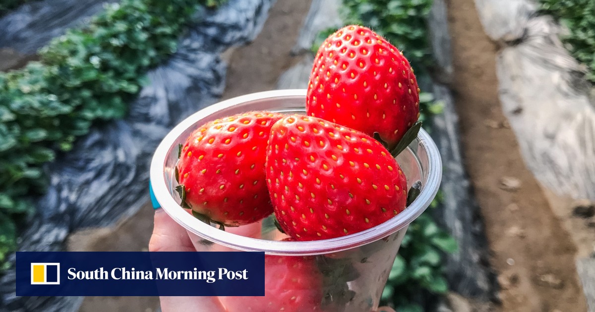 A guide to Korean strawberries, from varieties to what makes them ...