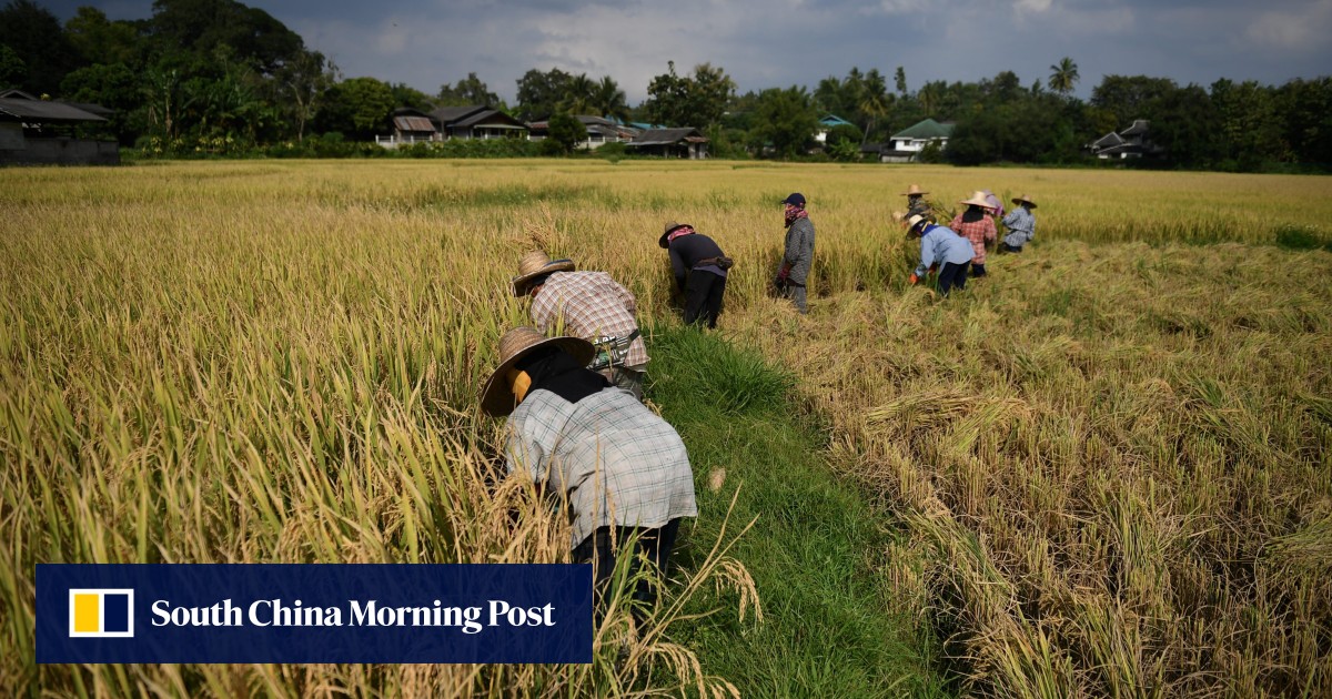 Major rice producers have world’s worst heavy metal pollution, Chinese ...