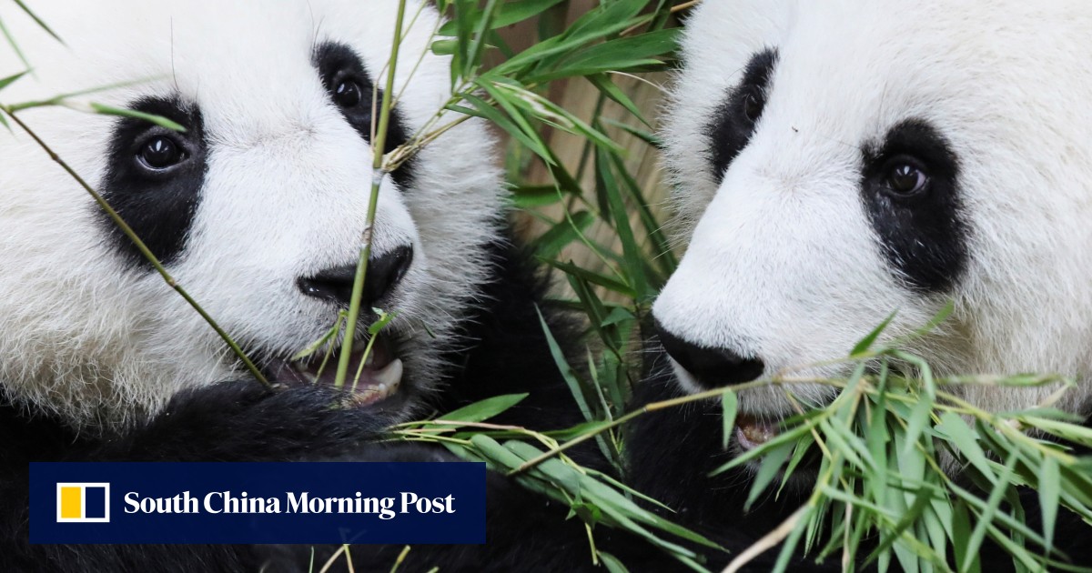Malaysia bids farewell to Chinese pandas as new conservation deal ...