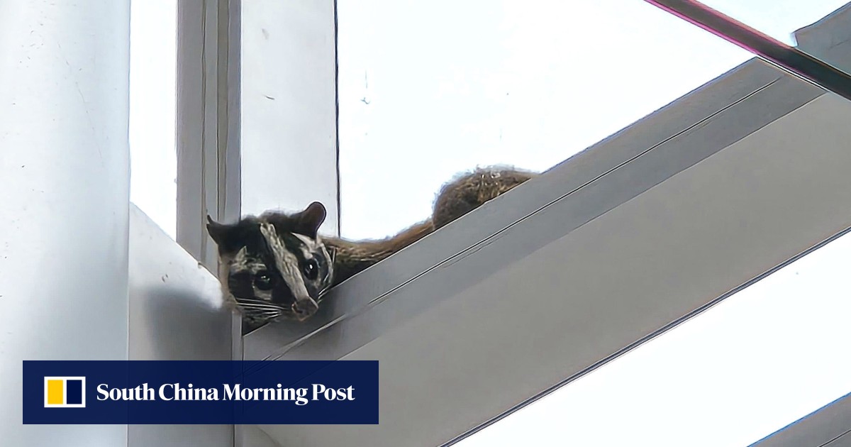 Metre-long civet cat spotted roaming at Hong Kong shopping centre ...