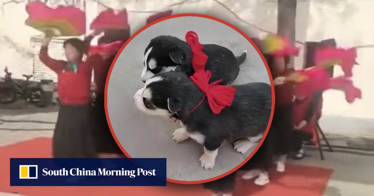 Chinese man celebrates month-old puppies, berated by officials for ...