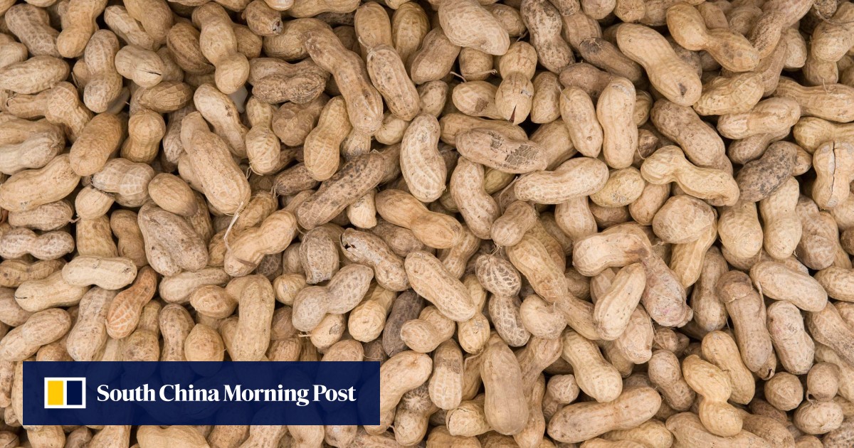 Microdosing peanuts relieves peanut allergy in adults, ‘life-changing ...