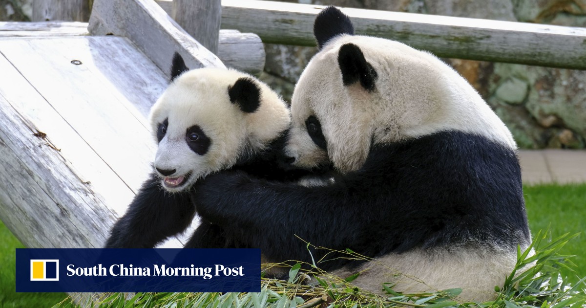 Sorrow in Japan as 4 pandas prepare for China return amid claims of ...