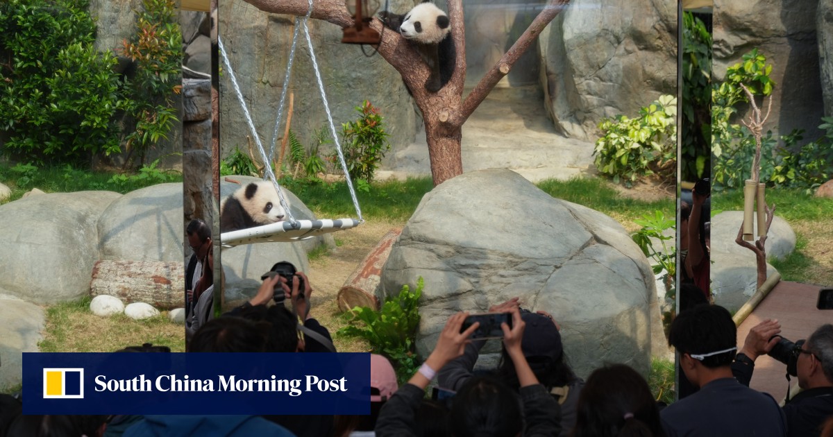 Pandas and Bun Festival among Hong Kong’s ‘golden week’ trends for ...