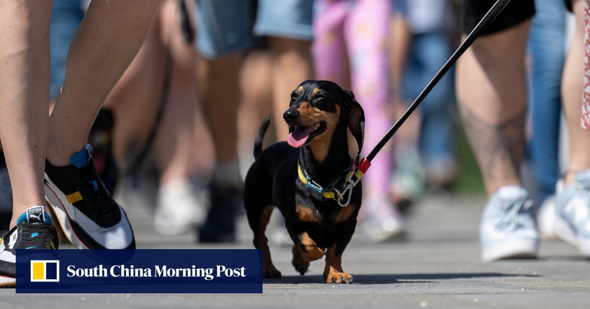 Hundreds of dachshunds chase record in Hungary’s wiener wonderland ...